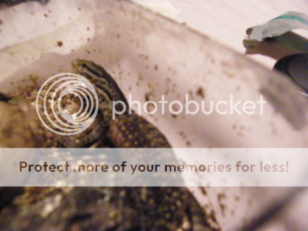 1st Baby argus monitor out of the egg and breed by me pics | Page 2 ...