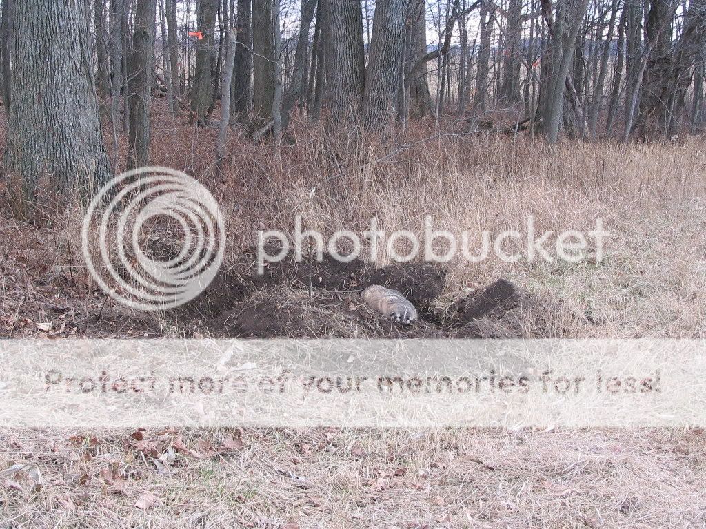 Badger in Ohio | Ohio Sportsman - Your Ohio Hunting and Fishing Resource