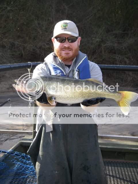 Rabun Walleyes...yummy | GON Forum