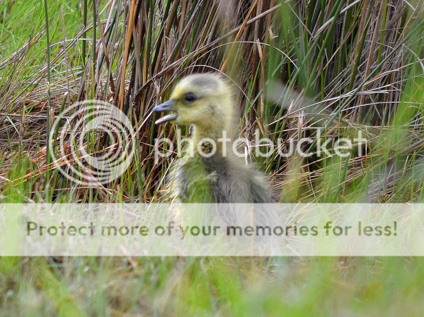 What's Good For The Goose... | BASS BARN