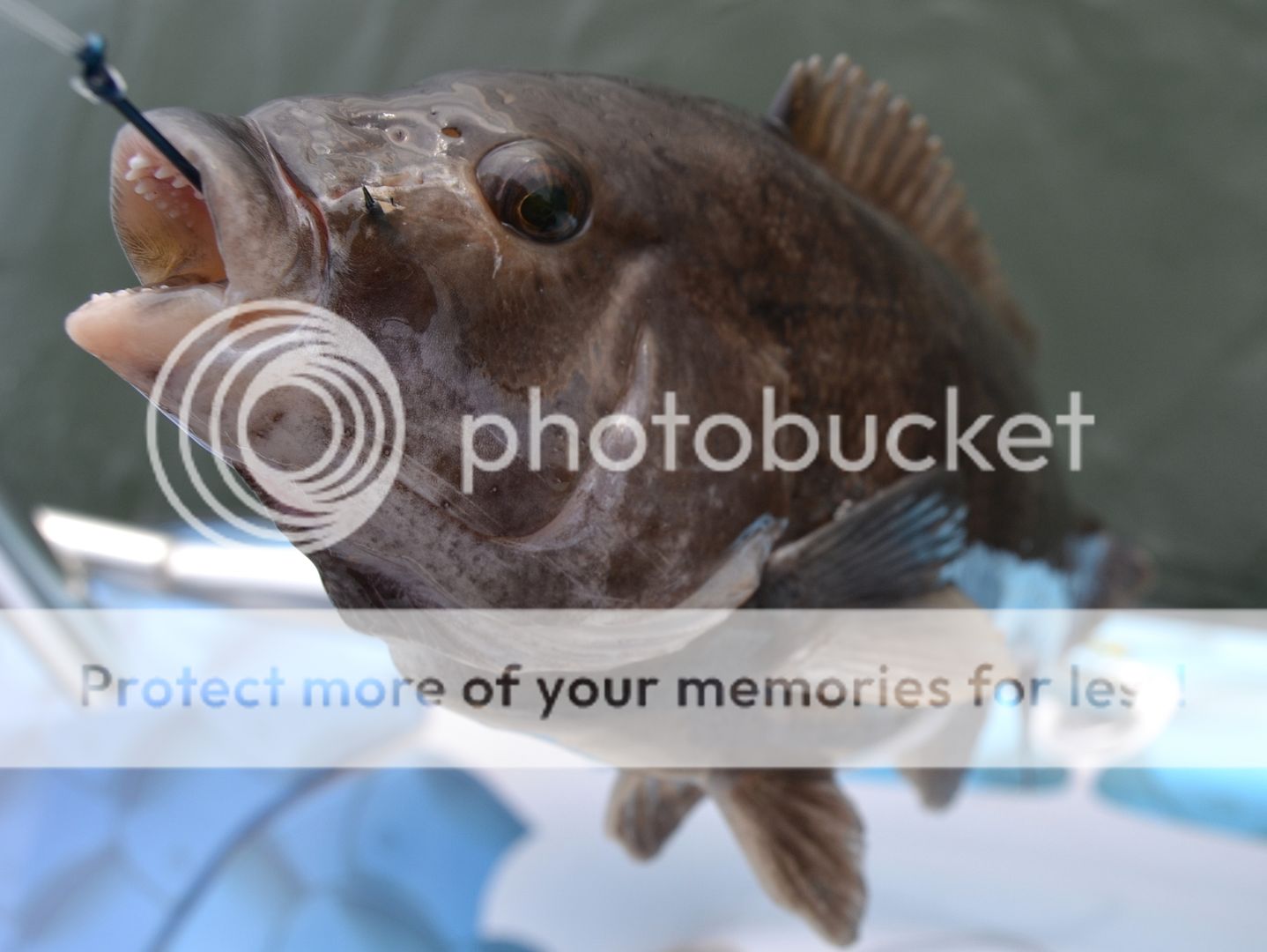 Fishing Report - Scary Fish! | Tidal Fish Forum