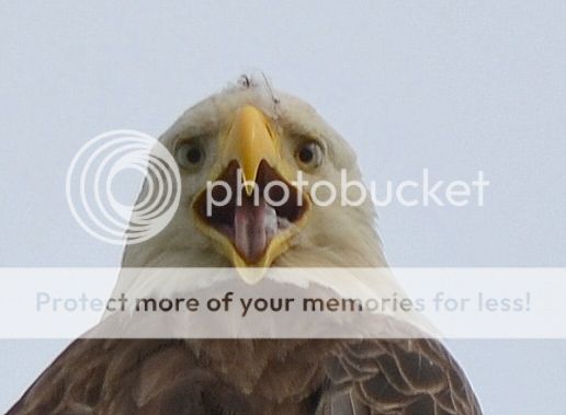 funny eagle face 44_zpsshlklyhy.jpg Photo by JetSkiBrian | Photobucket