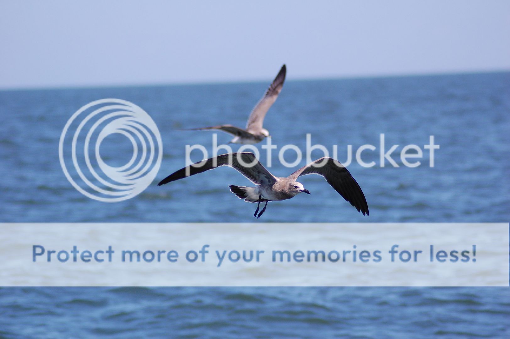 Catching Cobia At York Spit LIght 8/21/09 | Bloodydecks