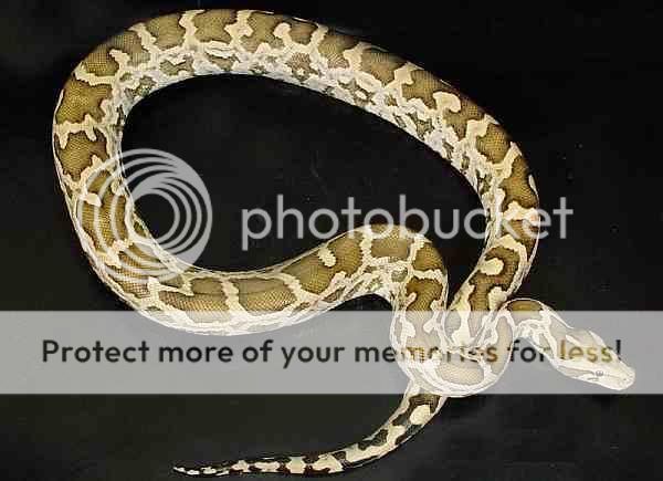 python molurus molurus (indian) | Reptile Forums