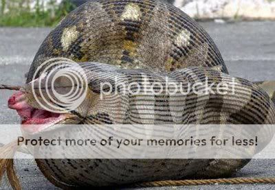 Basic Retics | Reptile Forums