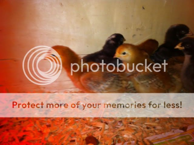 Flappers | Gardens & Chickens