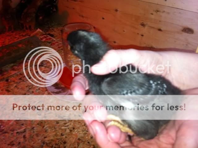 Flappers | Gardens & Chickens