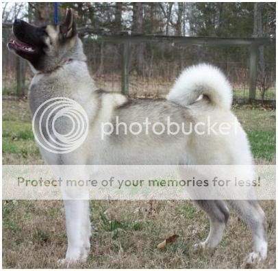 CH K2's HIGH ATTITUDE AT KAMIAKI