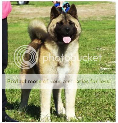 C'SIDE SPARKS OF EMBER KAMIAKI